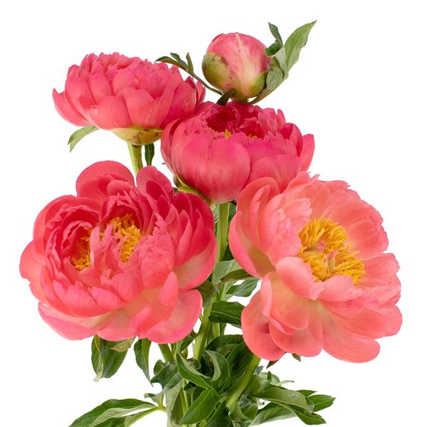 Hy-Vee Aisles Online Grocery Shopping